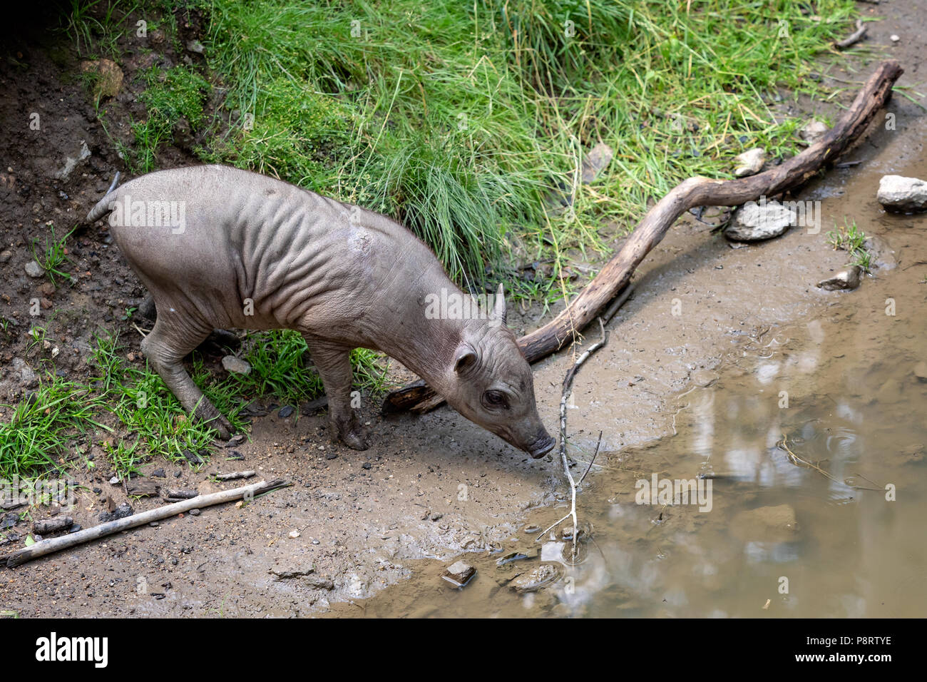 Babirusa Celebes (Babyrousa babyrussa) endangered animal species. Young ...