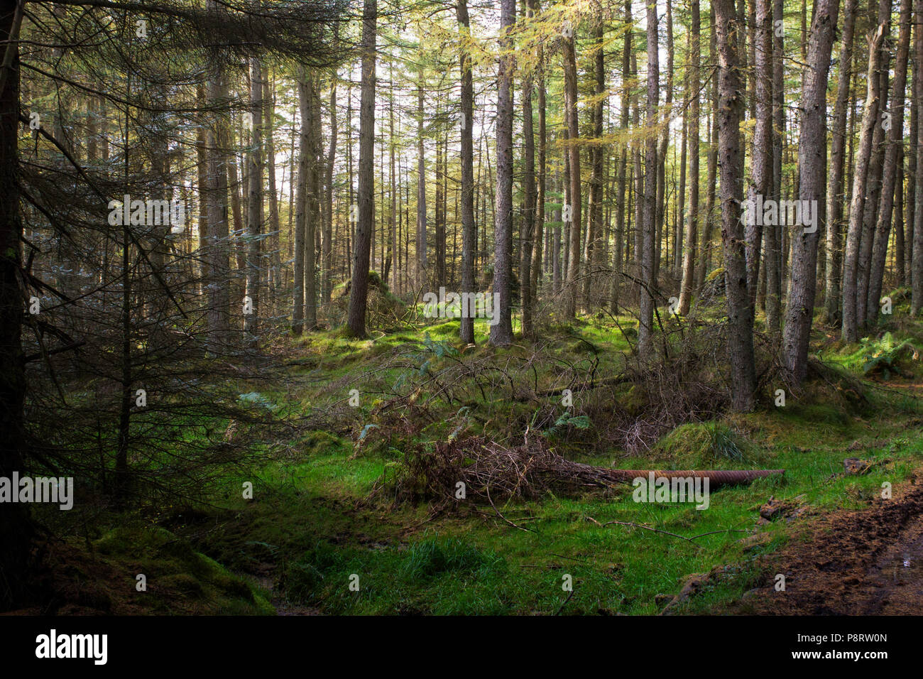 Scottish pine hi-res stock photography and images - Alamy