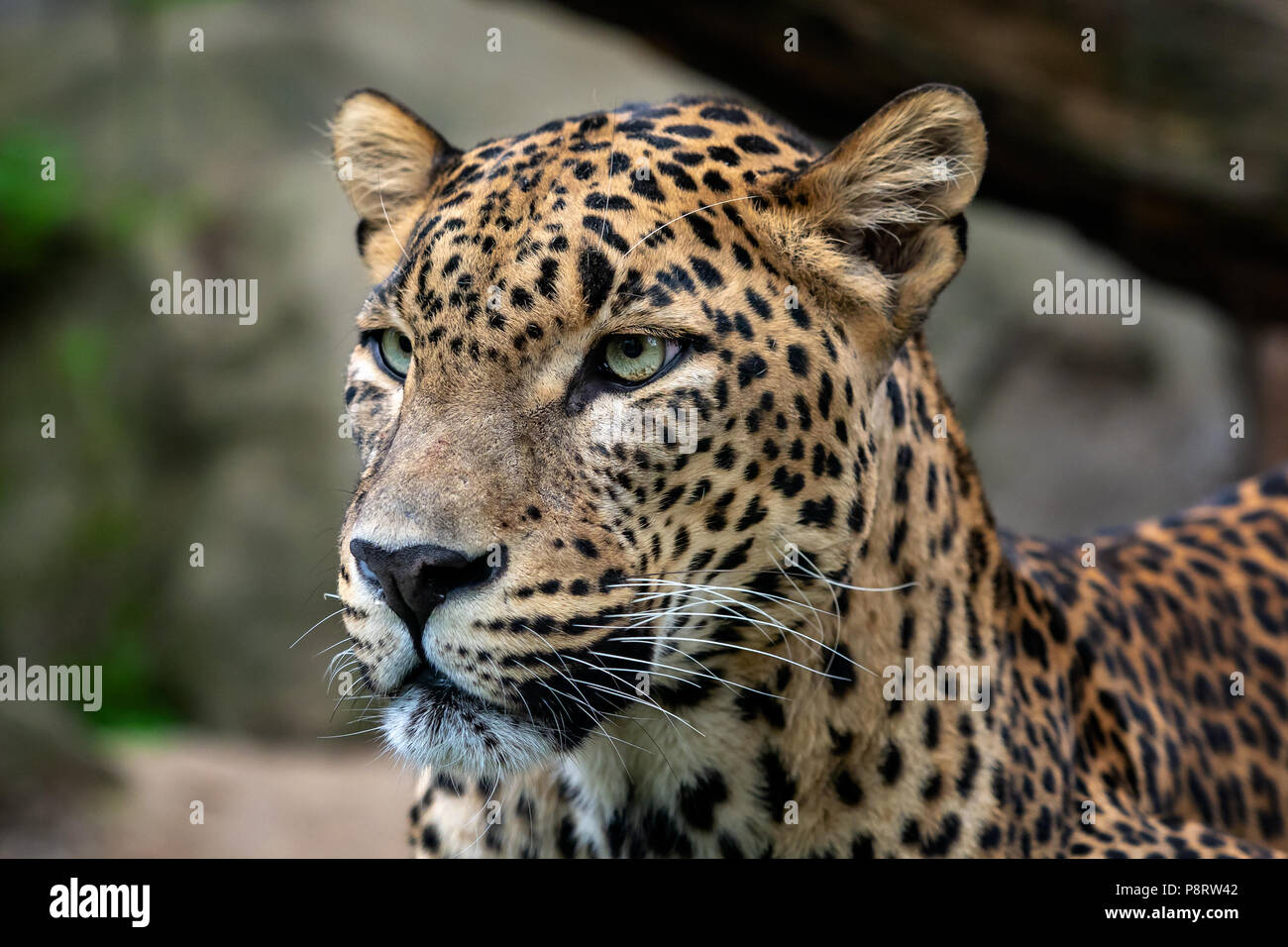 Ceylon cat hi-res stock photography and images - Alamy