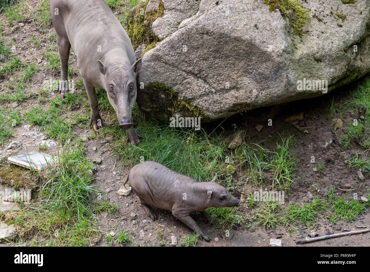 Babirusa Celebes (Babyrousa babyrussa) endangered animal species ...