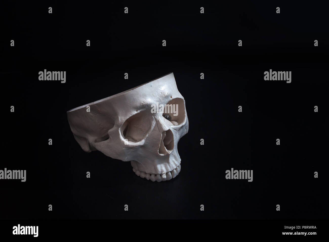 Human brain anatomy music hi-res stock photography and images - Alamy