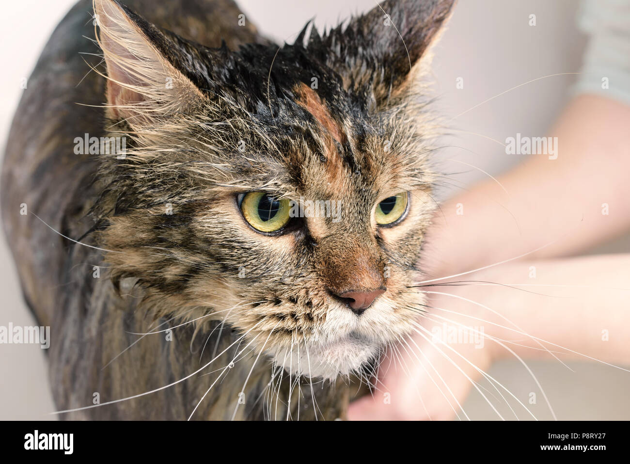 Cat wet hi-res stock photography and images - Alamy