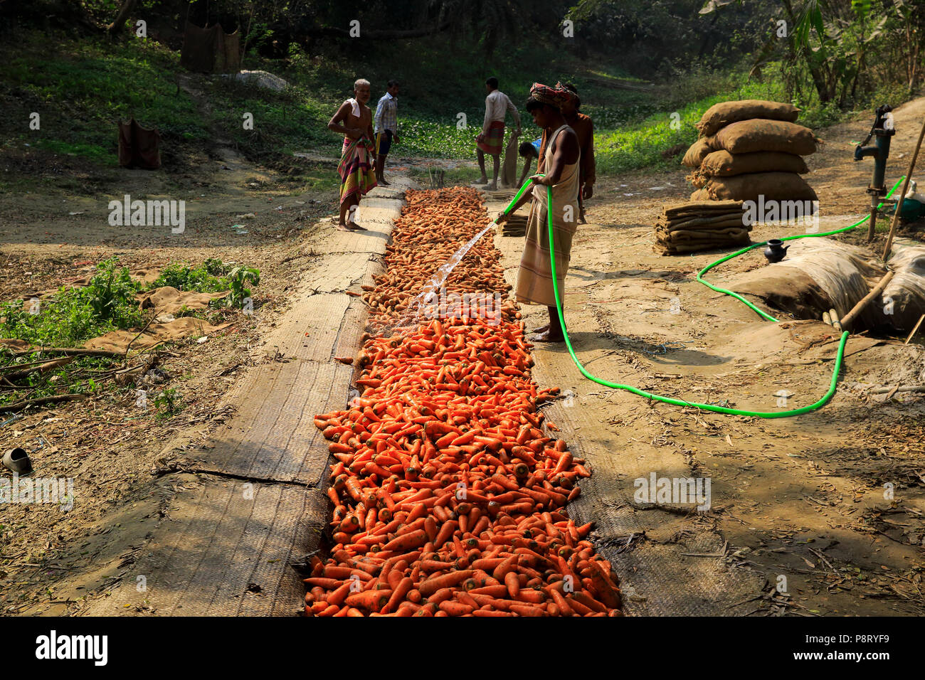 Cleaning carrots after harvesting from field. Manikganj, Bangladesh ...