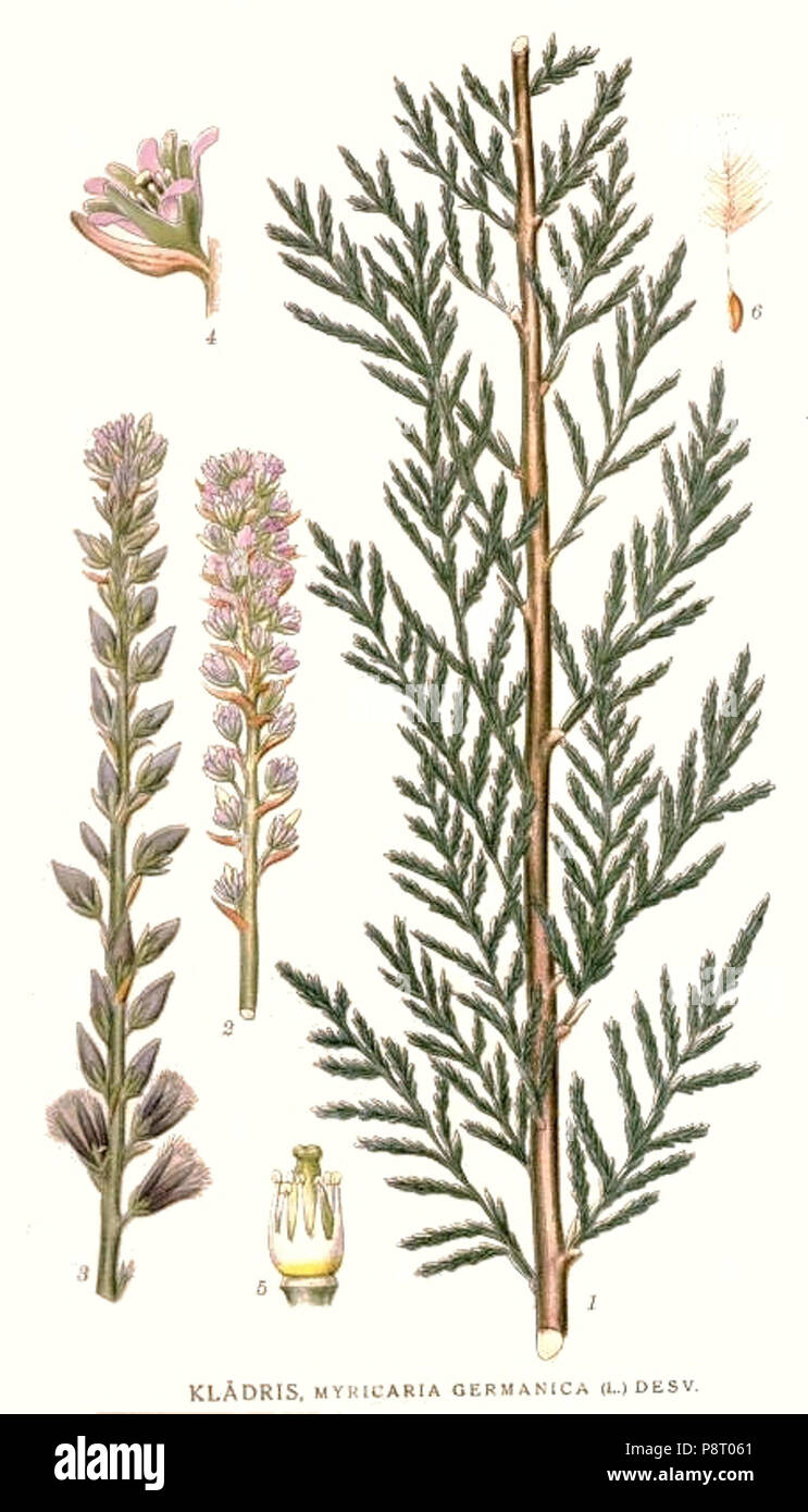 Myricaria germanica hi-res stock photography and images - Alamy