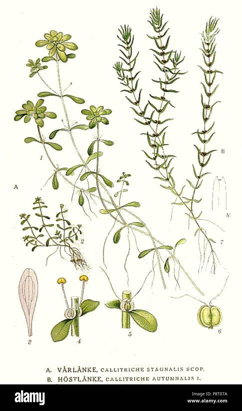 Callitriche autumnalis hi-res stock photography and images - Alamy