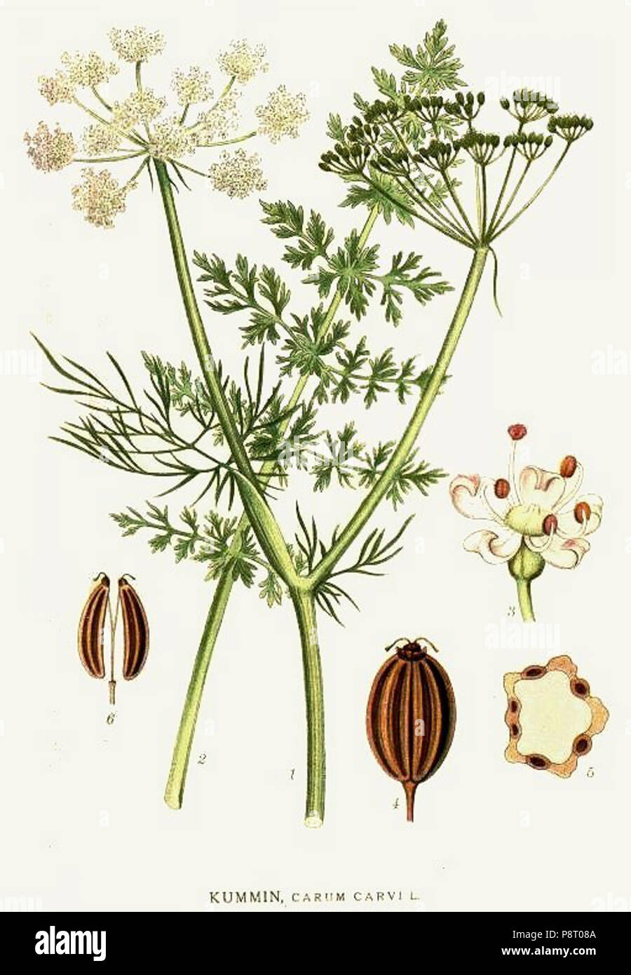 Caraway carum carvi plant hi-res stock photography and images - Alamy