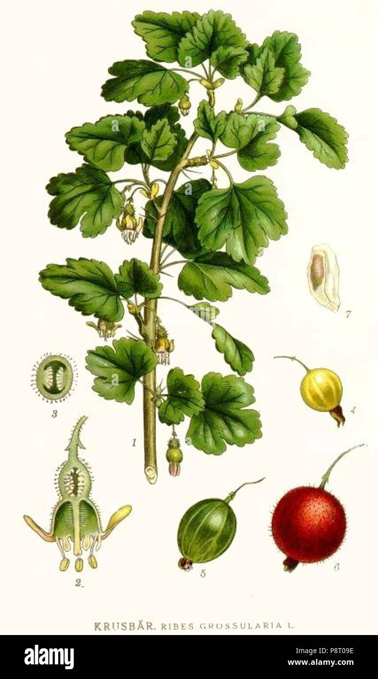 Ribes species hi-res stock photography and images - Alamy