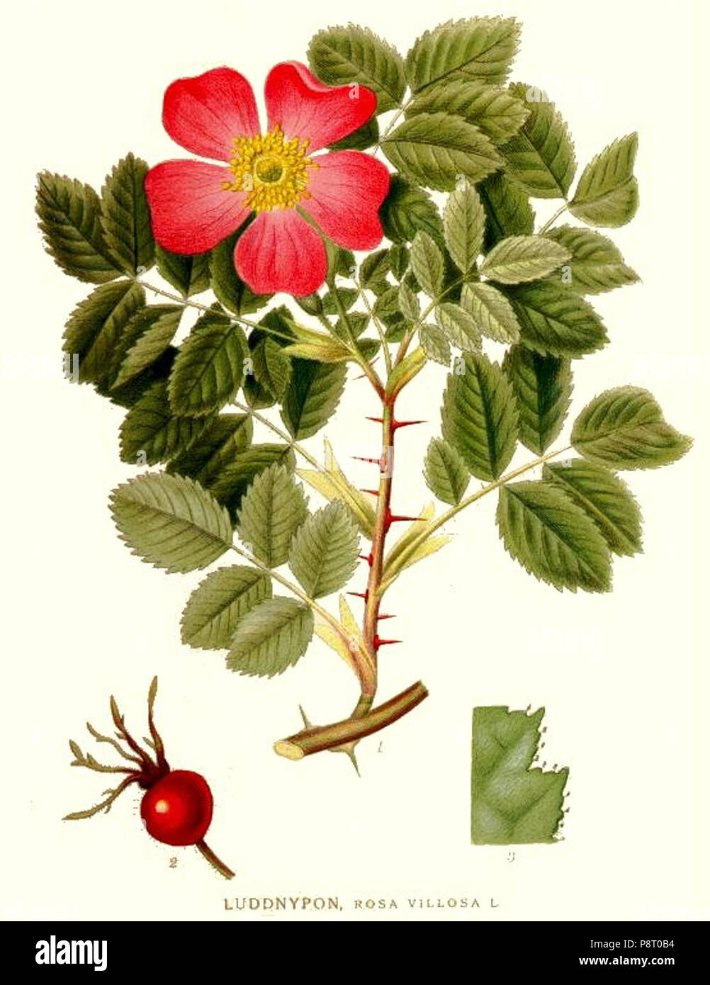 Rosa villosa hi-res stock photography and images - Alamy