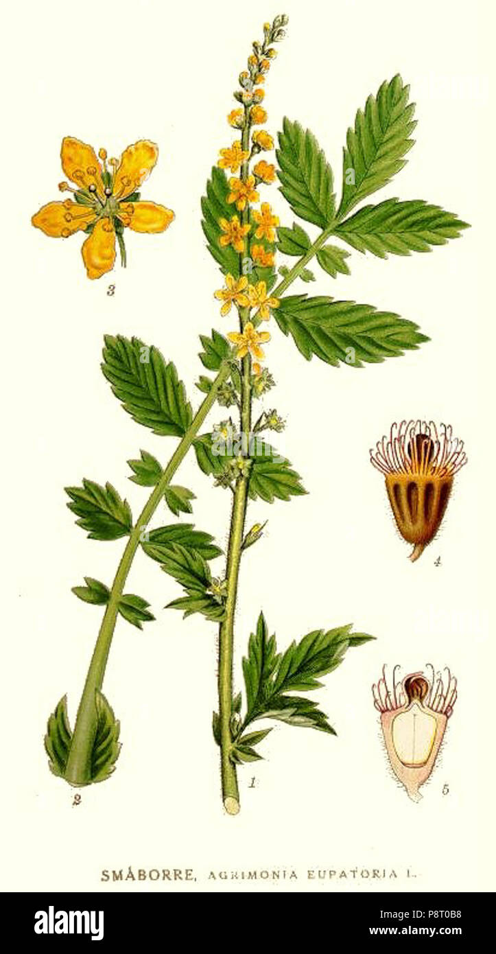 Agrimonia agrimonia eupatoria hi-res stock photography and images - Alamy