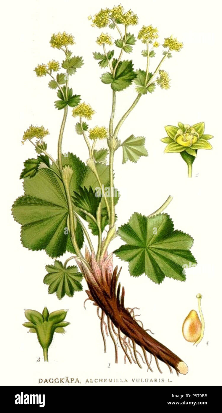 Species alchemilla hi-res stock photography and images - Alamy