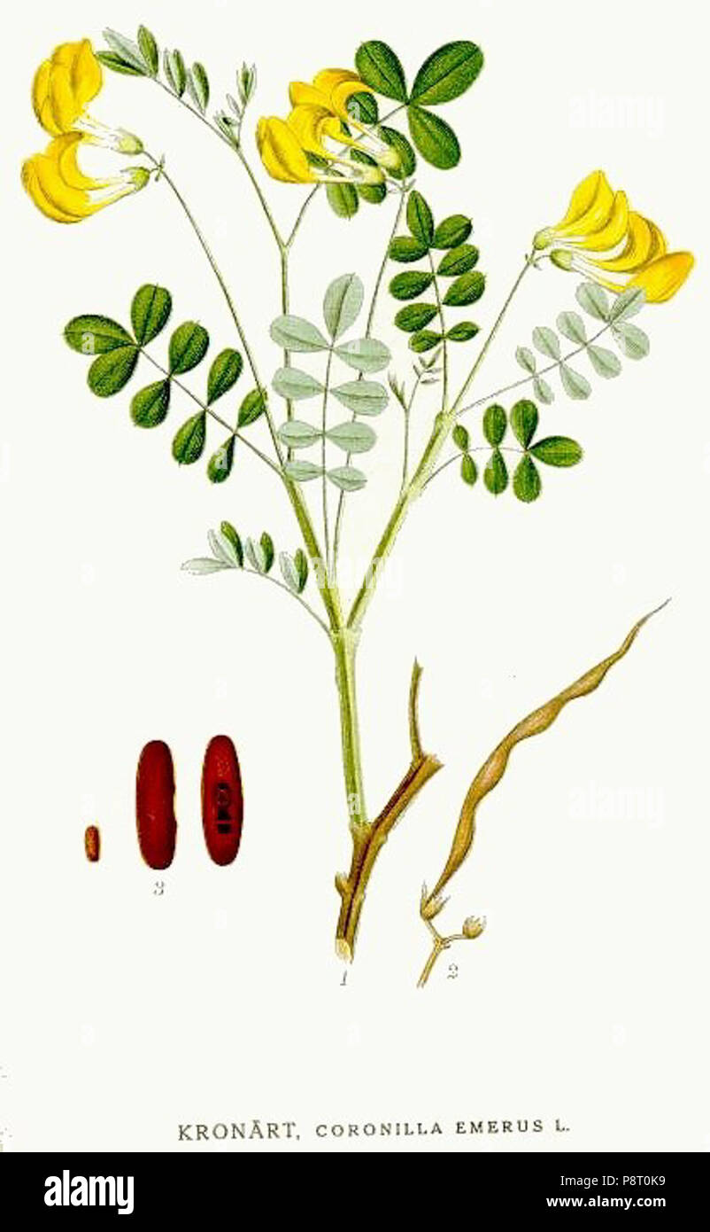 Emerus hi-res stock photography and images - Alamy