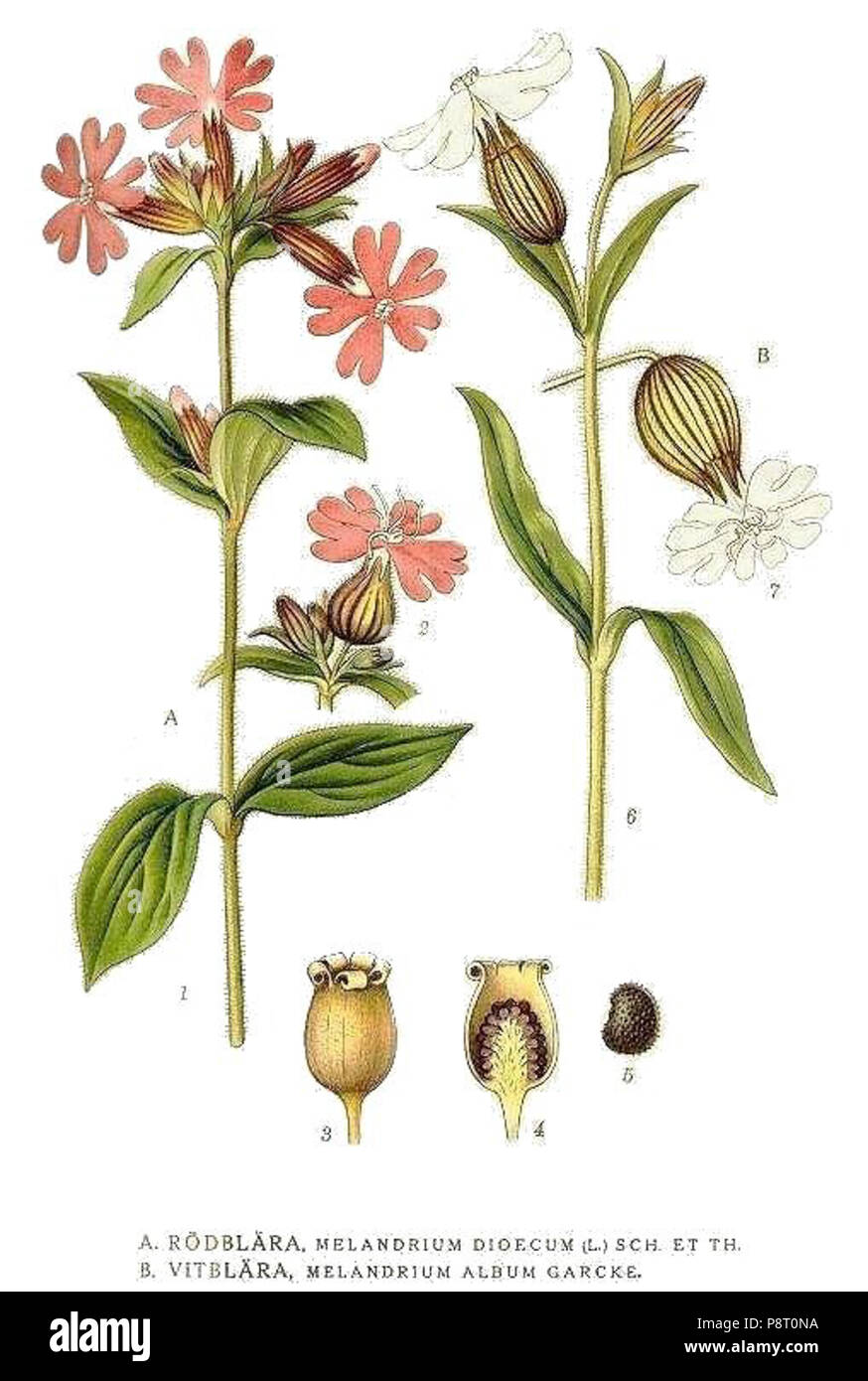 Melandrium album hi-res stock photography and images - Alamy