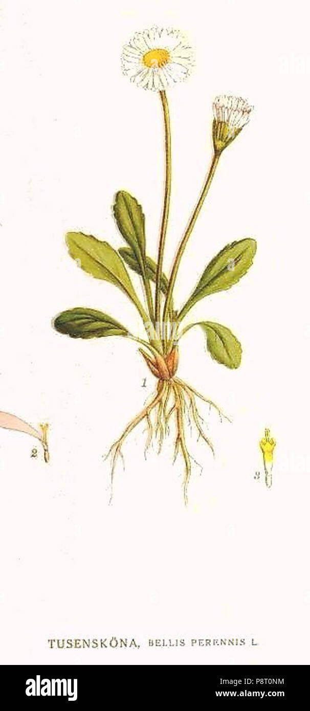 Bellis perennis common european species Cut Out Stock Images & Pictures ...