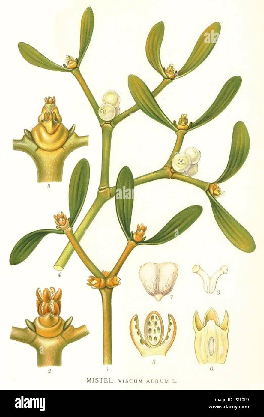Viscum album mistletoe european mistletoe hi-res stock photography and ...