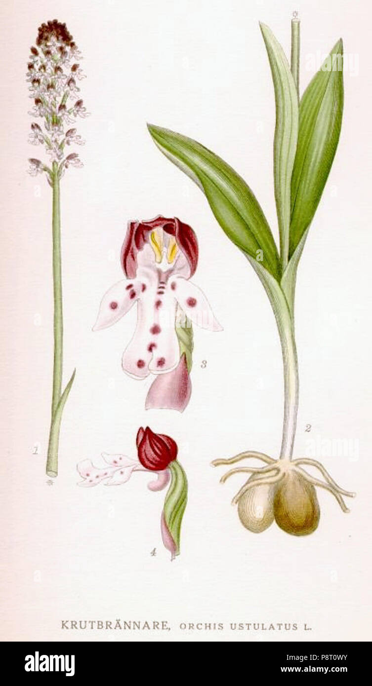 Orchis species hi-res stock photography and images - Alamy