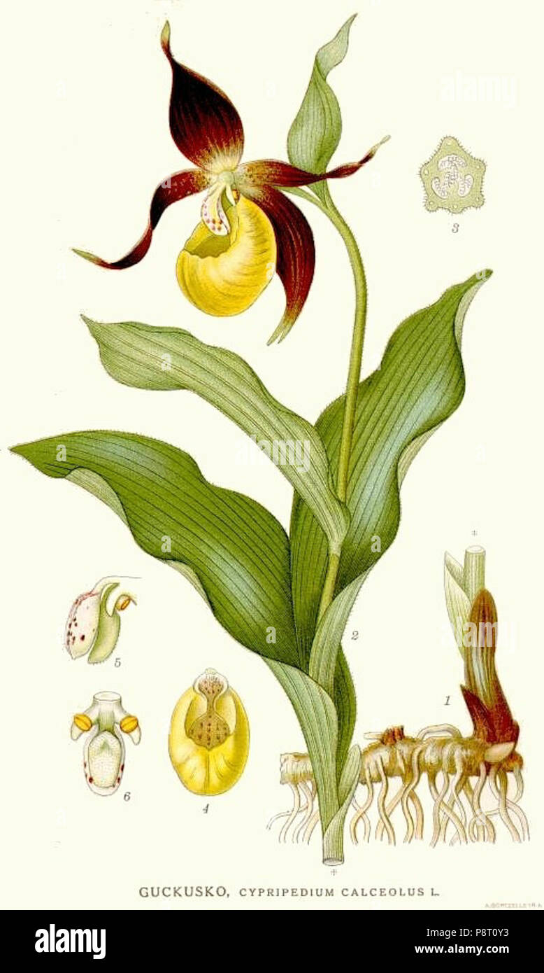 21 cypripedium hi-res stock photography and images - Alamy