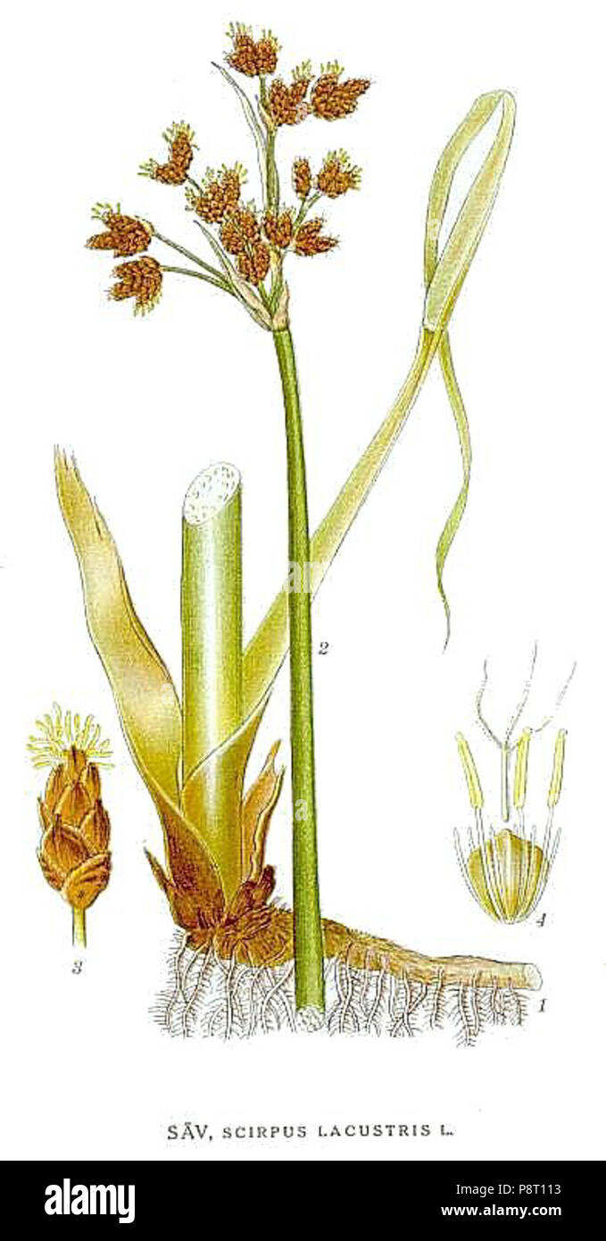 . 22 423 Scirpus lacustris Stock Photo - Alamy