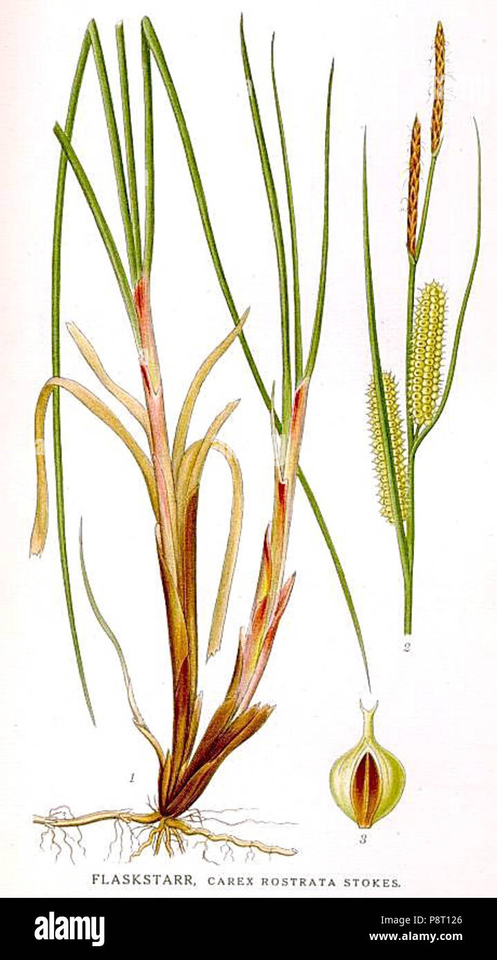 Carex rostrata hi-res stock photography and images - Alamy