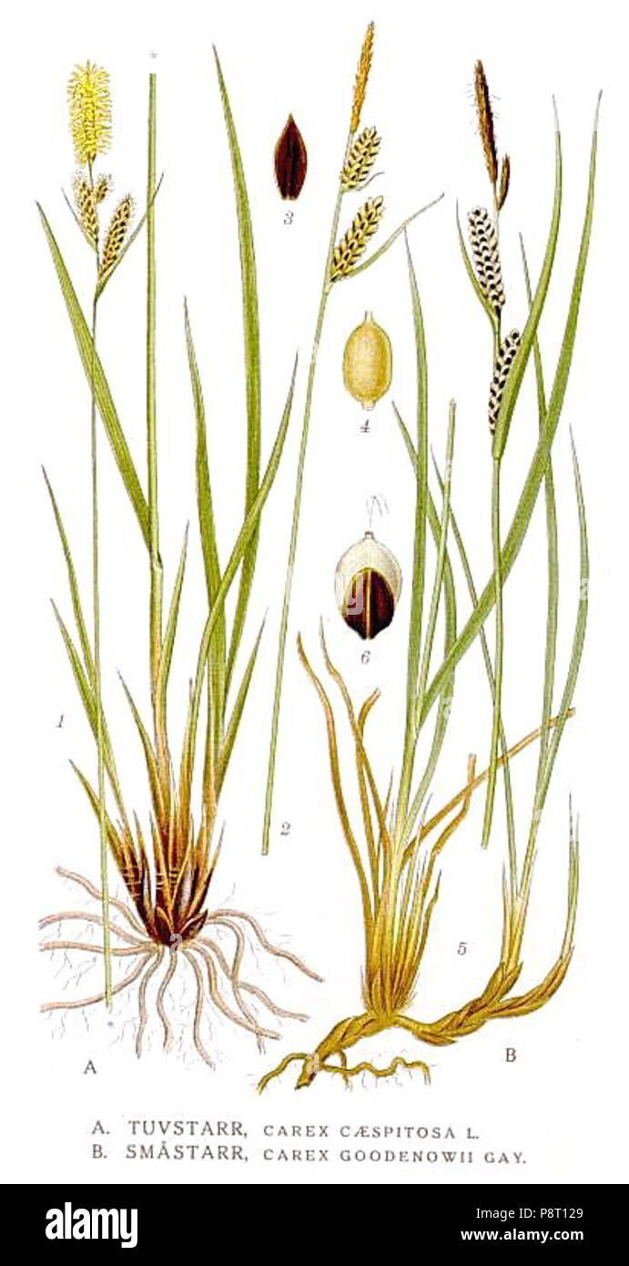 Carex caespitosa hi-res stock photography and images - Alamy