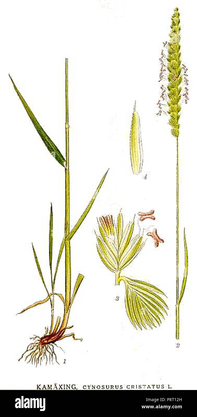 . 22 448 Cynosurus cristatus Stock Photo - Alamy