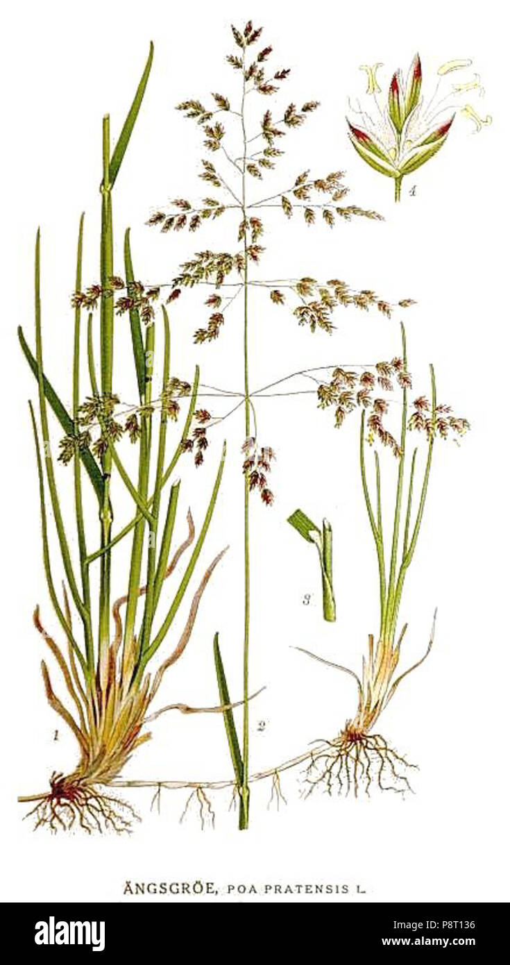 . 22 452 Poa pratensis Stock Photo - Alamy
