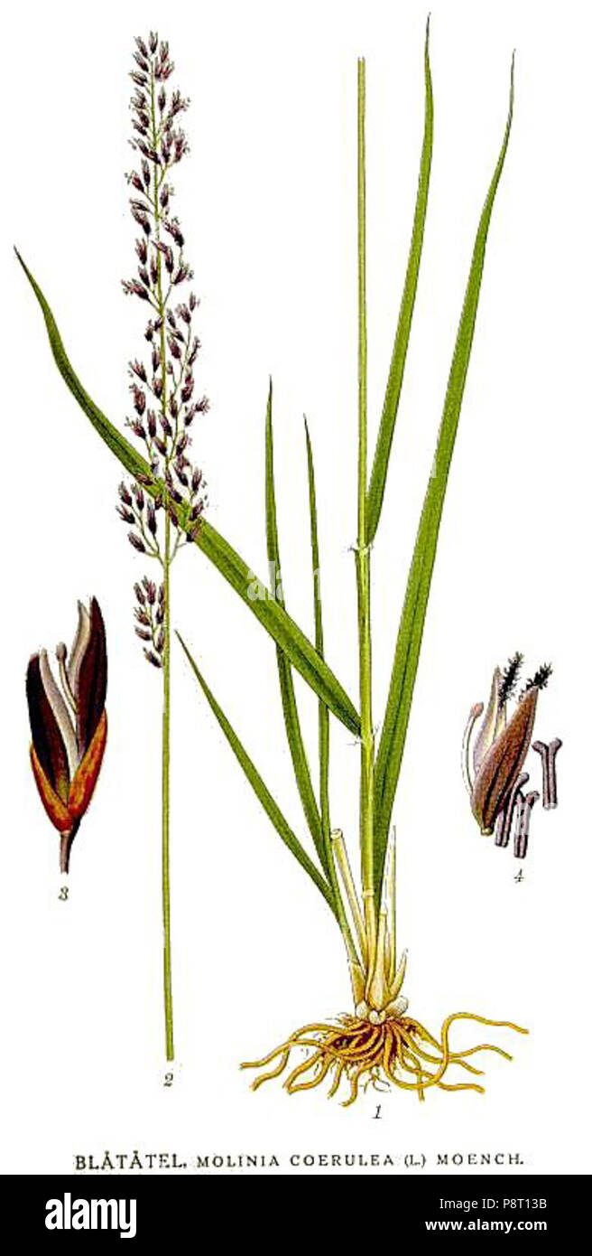 Molinia coerulea hi-res stock photography and images - Alamy