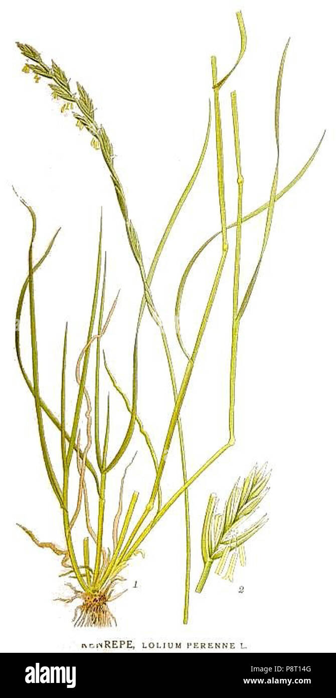 Lolium perenne hi-res stock photography and images - Alamy