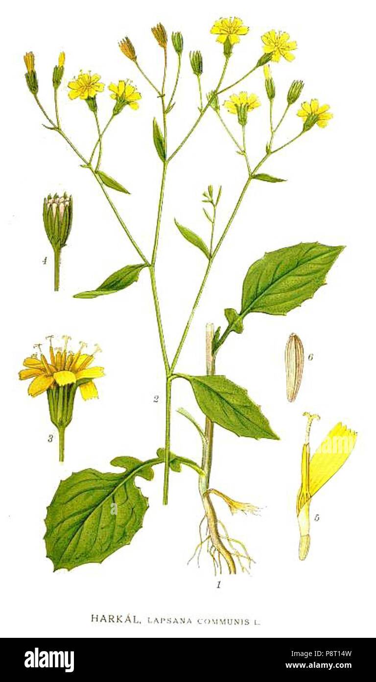 Common nipplewort lapsana communis Cut Out Stock Images & Pictures - Alamy