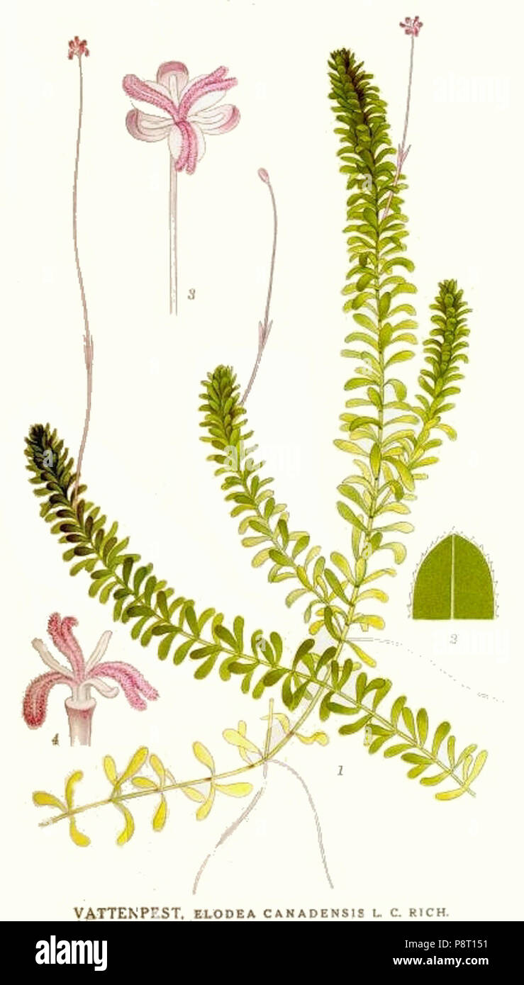 . 22 482 Elodea canadensis Stock Photo - Alamy