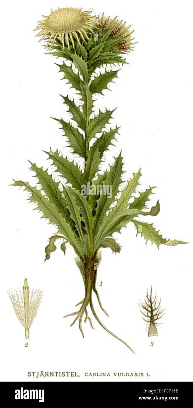 Carlina species hi-res stock photography and images - Alamy