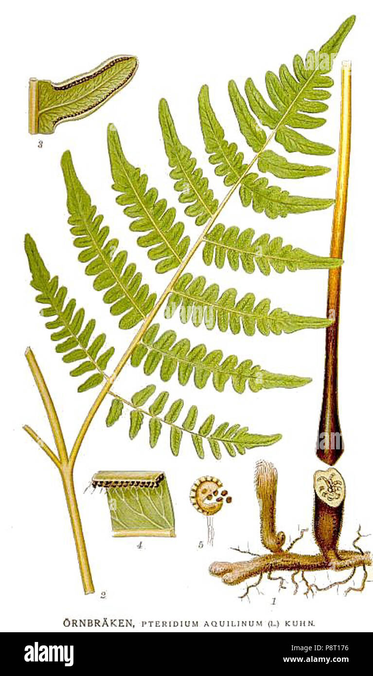 . 22 508 Pteridium aquilinum Stock Photo - Alamy
