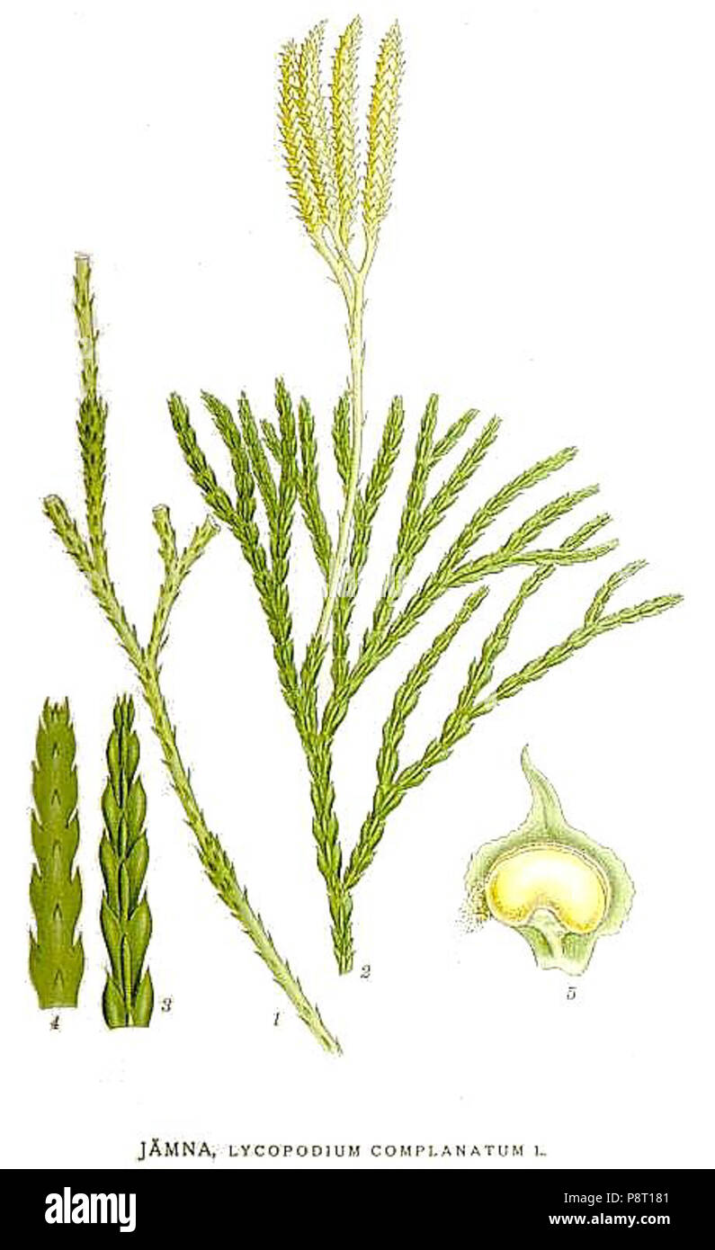 Lycopodium complanatum hi-res stock photography and images - Alamy