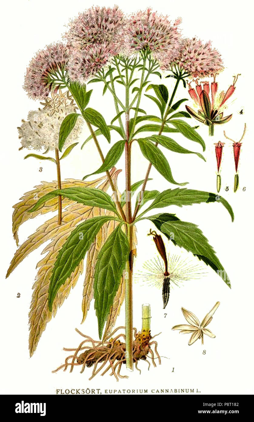 Hemp identification hi-res stock photography and images - Alamy