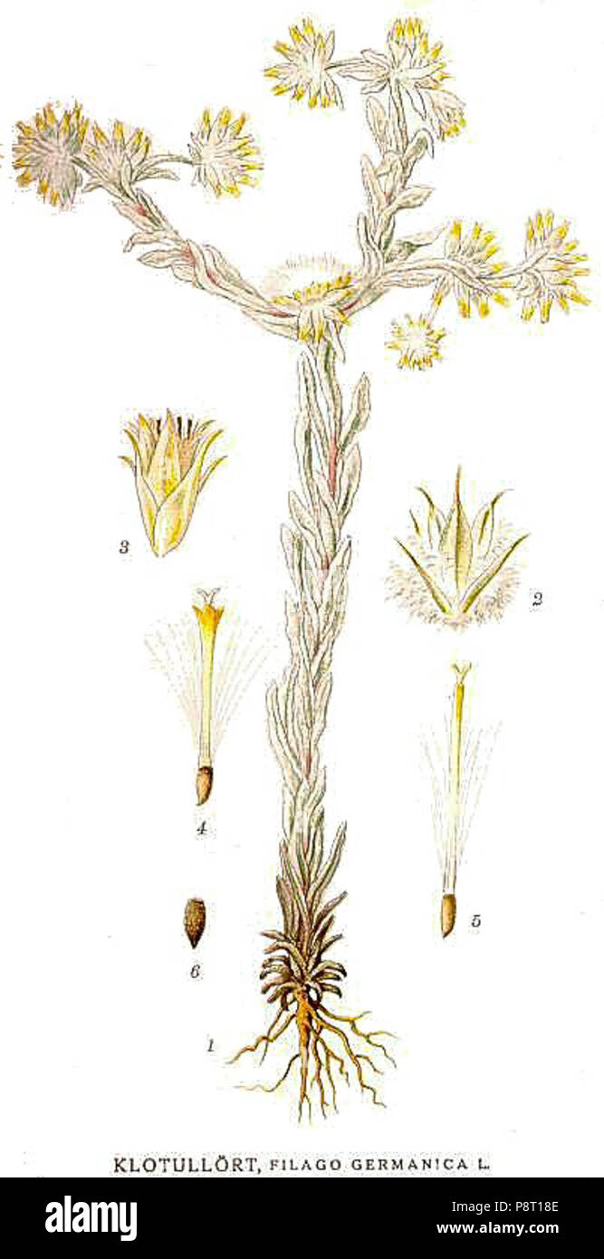 Filago germanica hi-res stock photography and images - Alamy