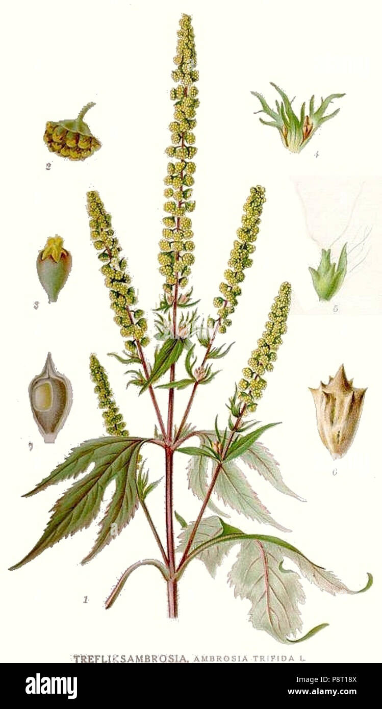 Trifida hi-res stock photography and images - Alamy