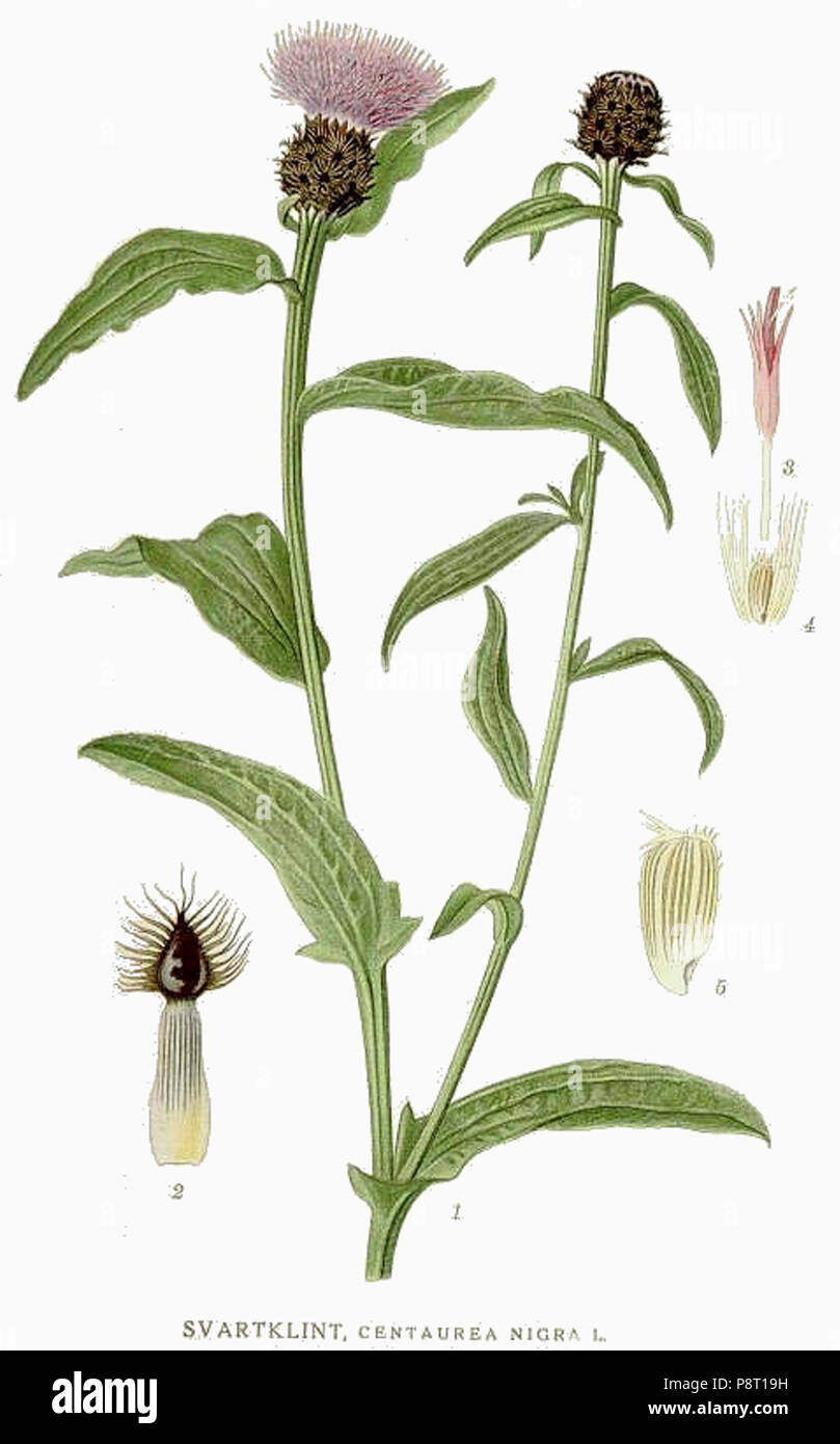 Species of centaurea hi-res stock photography and images - Alamy