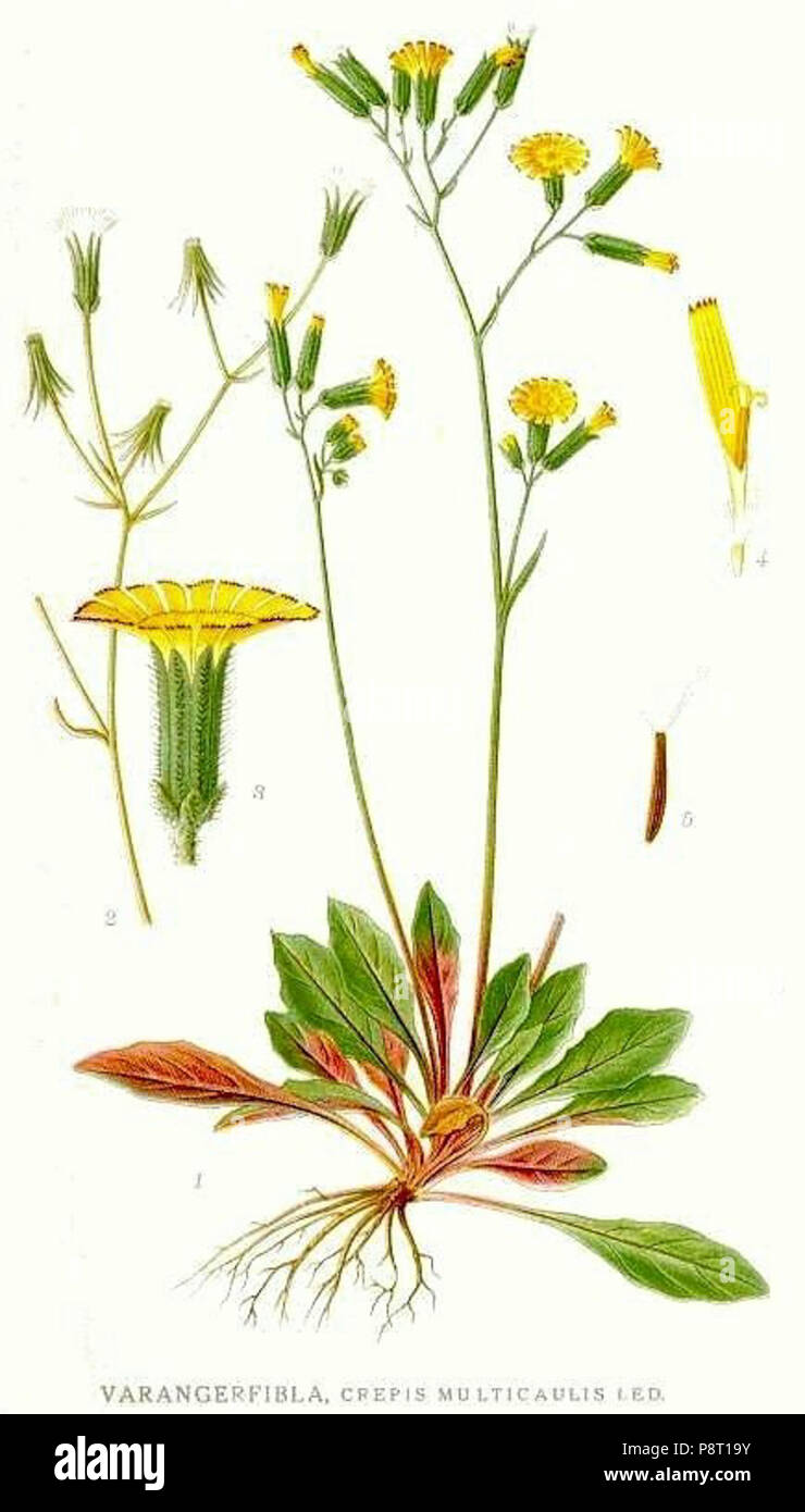 Multicaulis hi-res stock photography and images - Alamy