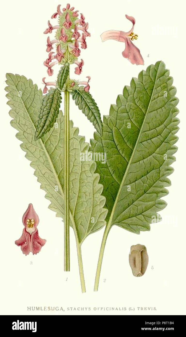 Healing stachys hi-res stock photography and images - Alamy