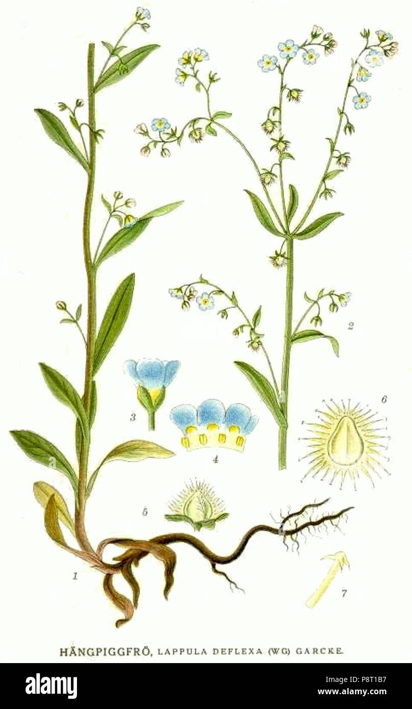 Deflexa hi-res stock photography and images - Alamy