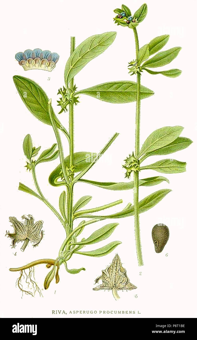 Asperugo procumbens hi-res stock photography and images - Alamy