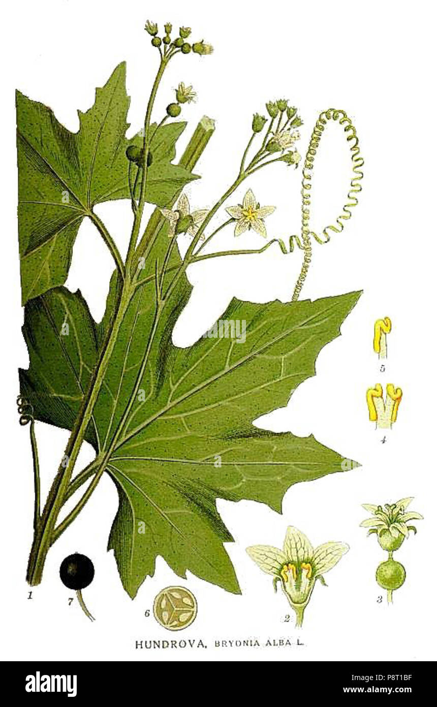 Plant species bryonia alba hi-res stock photography and images - Alamy