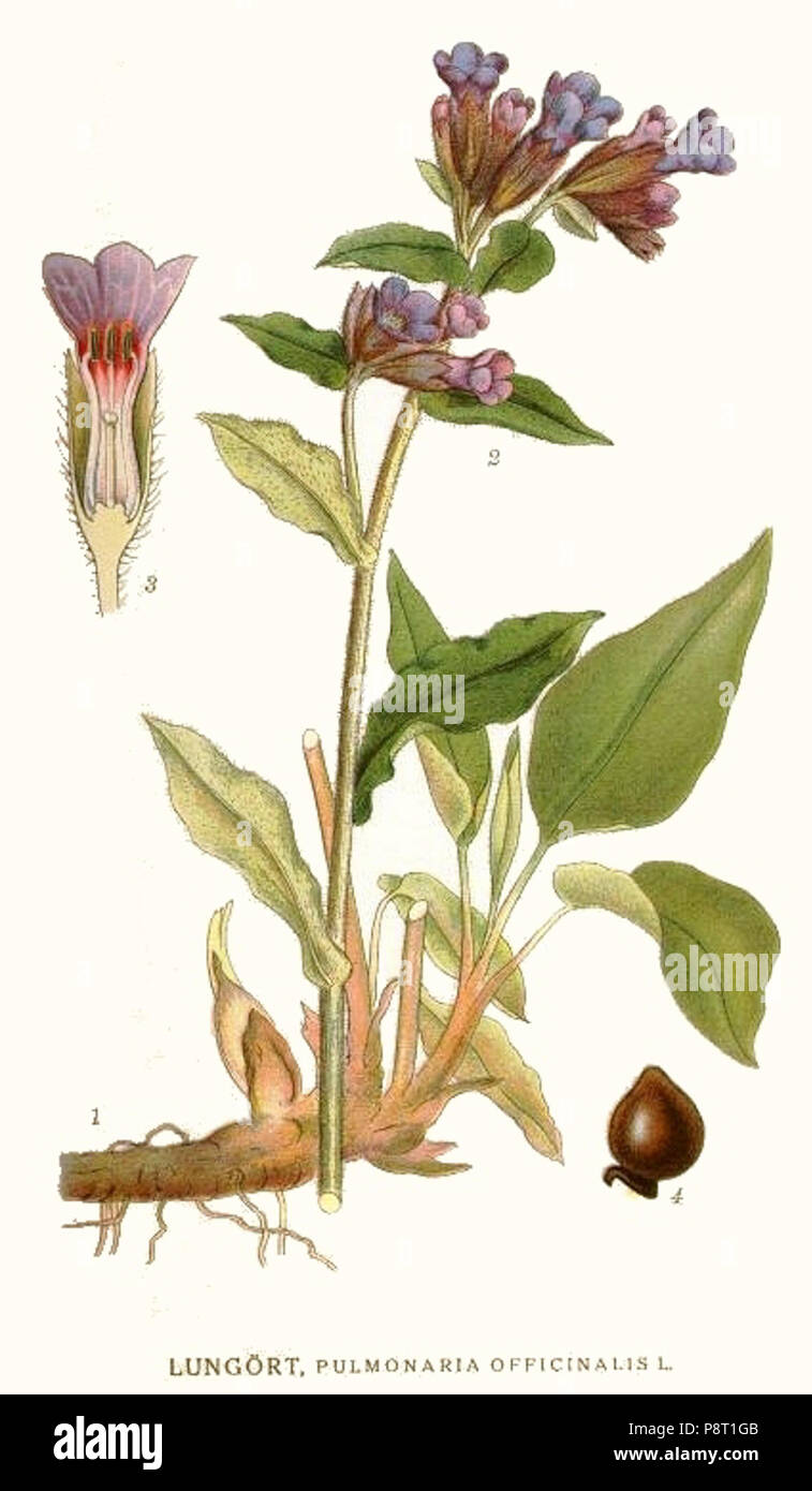 Pink flowers pulmonaria officinalis hi-res stock photography and images ...