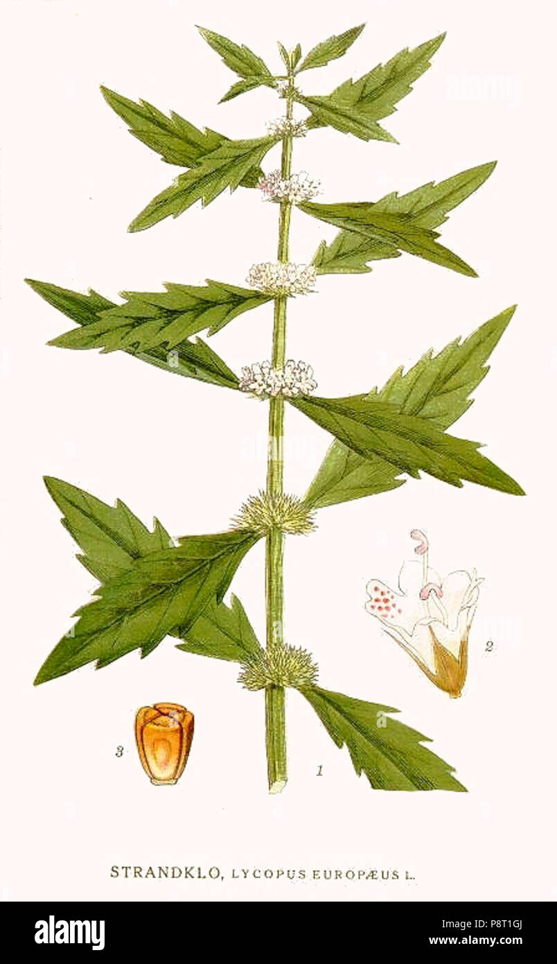 . 23 89 Lycopus europaeus Stock Photo - Alamy