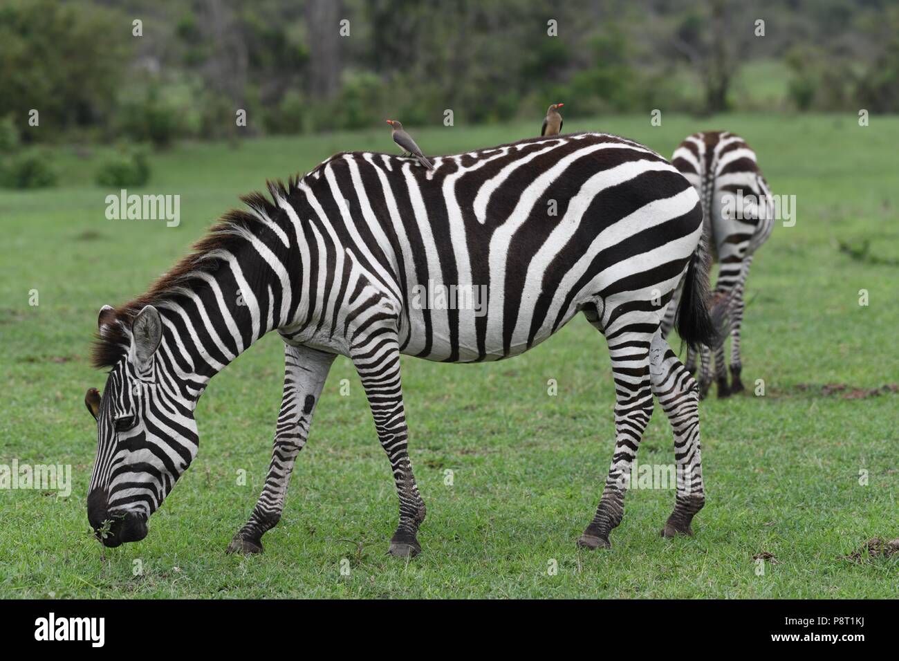 Zebra (Equus quagga) with oxpecker birds eating parasites on its body ...
