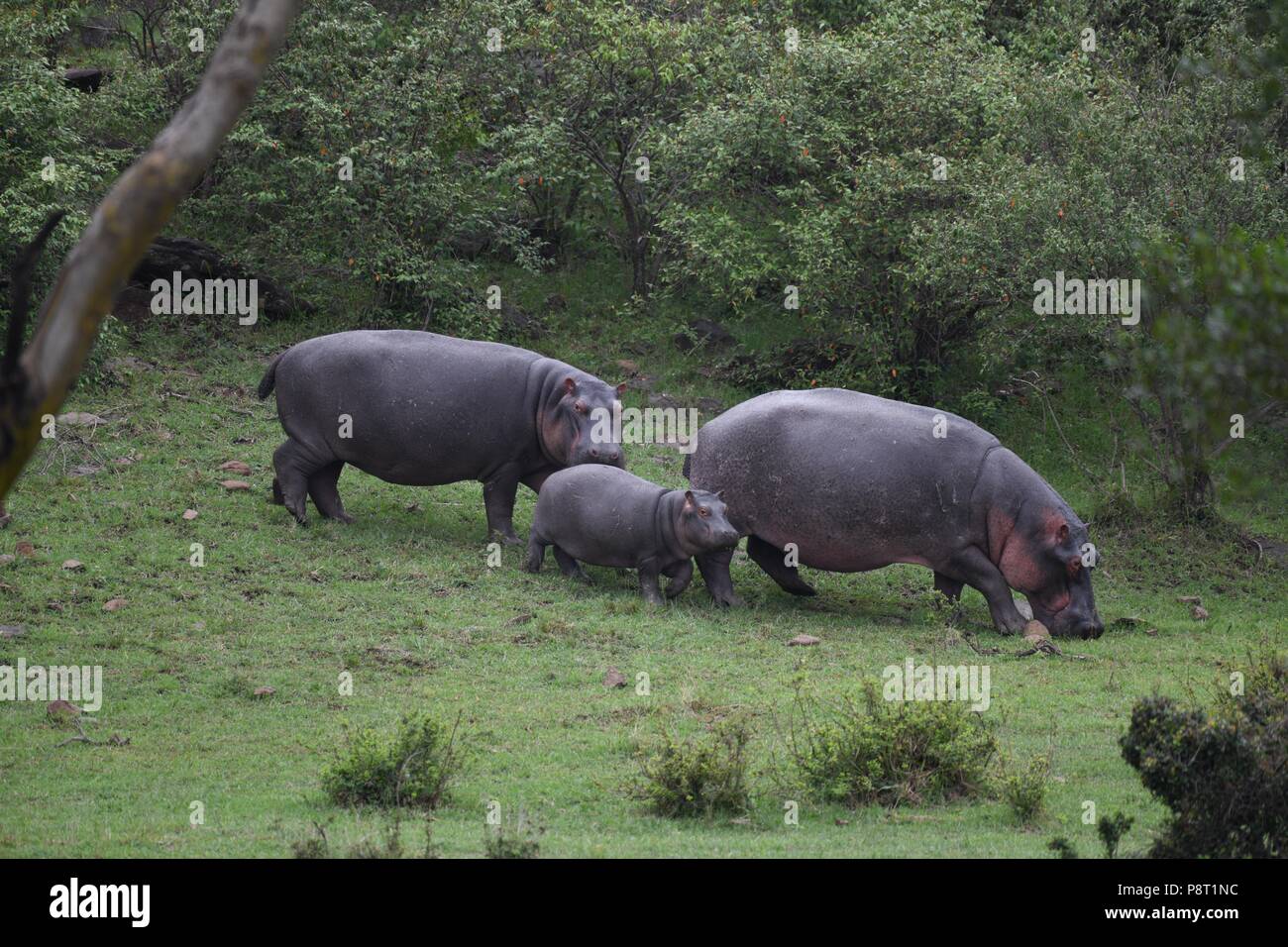 The Common Hippopotamus (Hippopotamus amphibius). A family of hippos ...