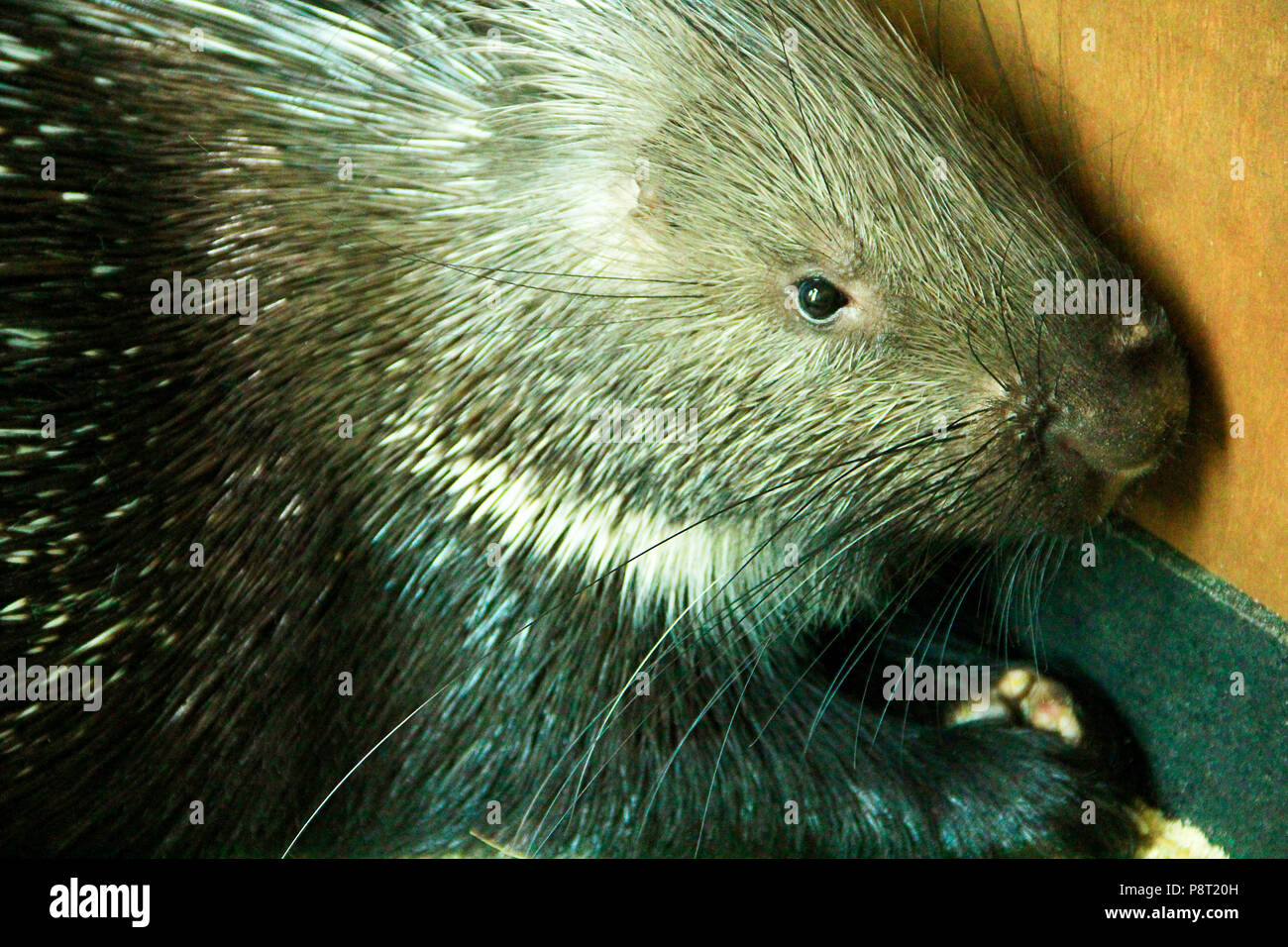 Porcupine cute animal hi-res stock photography and images - Alamy