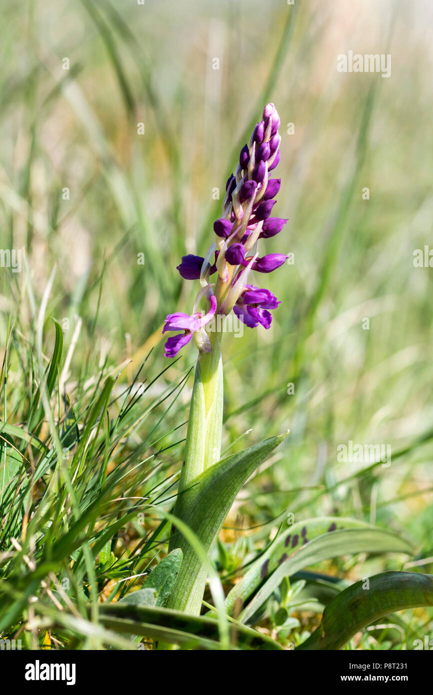 British wild orchid hi-res stock photography and images - Alamy