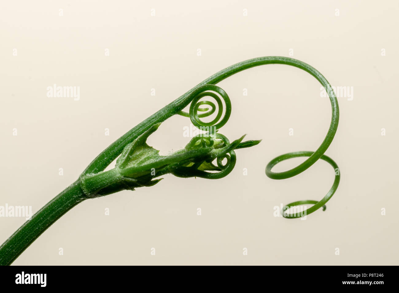 Curly green leaf hi-res stock photography and images - Alamy