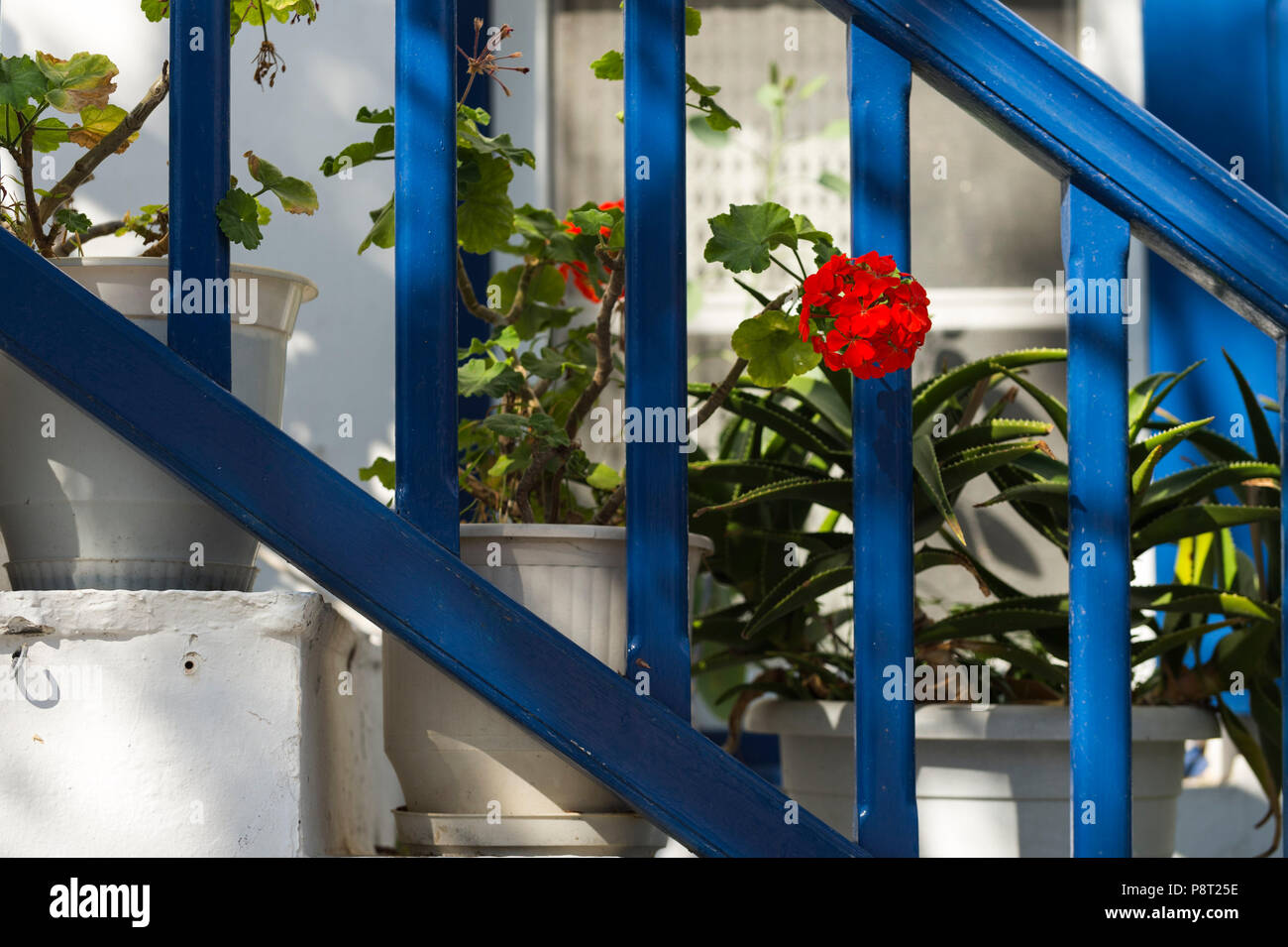 Red flower between blue stair rail, Mykonos, Greece Stock Photo - Alamy