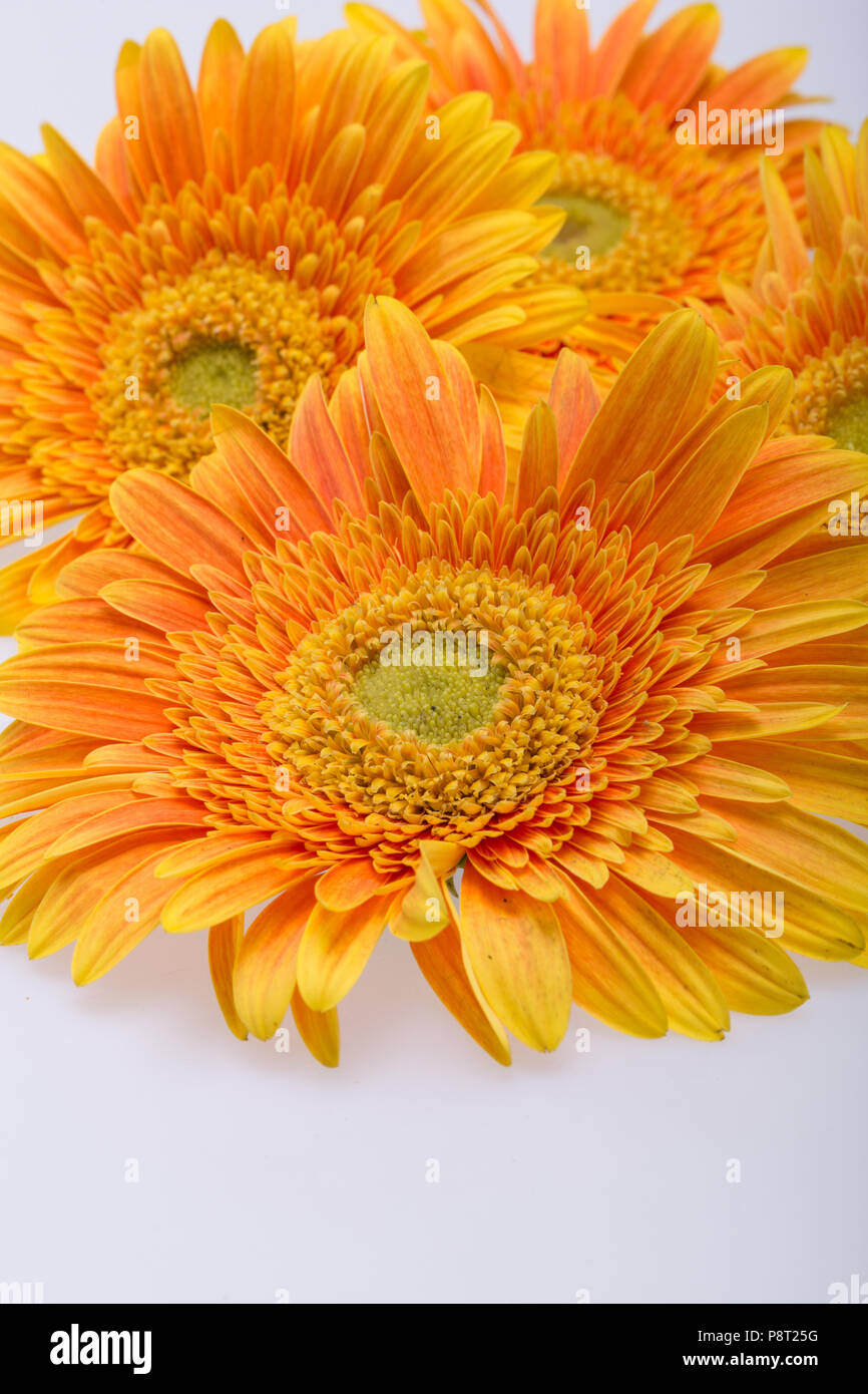 Subtle orange gerbera flowers on white background Stock Photo - Alamy